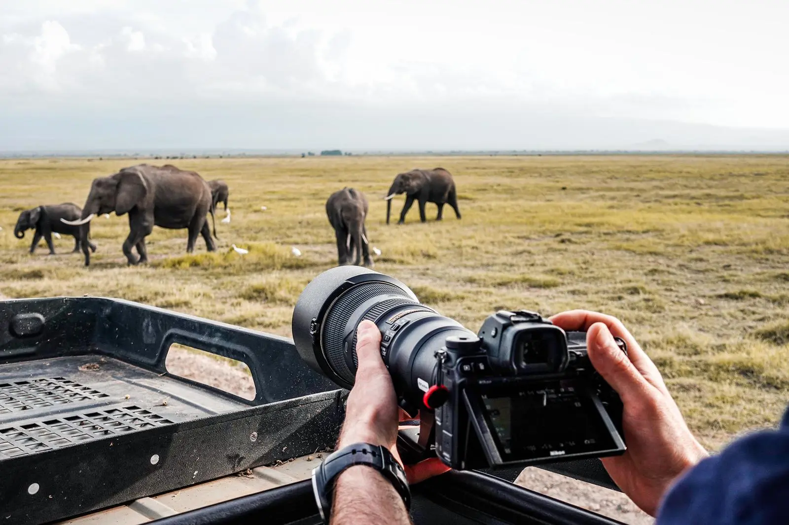15 African Safari Photography Tips—Capture the Wild Like a Pro