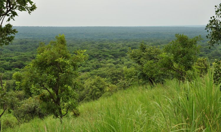 Budongo Forest Reserve Guide: Kaniyo Pabidi Chimpanzee Tracking in Uganda