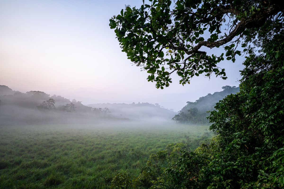 Ivindo National Park Guide: Wildlife, Waterfalls & Rainforest Safaris ...