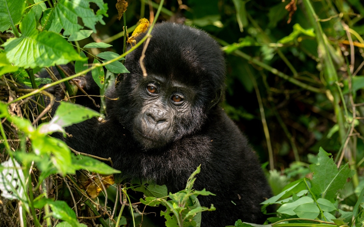 9-Day Triple Gorilla Trekking Safari: Congo, Rwanda, and Uganda